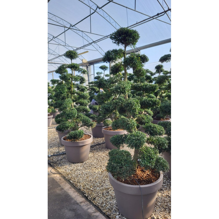 Seagrave Nurseries - Ilex Crenata Cloud Tree 160/180cm